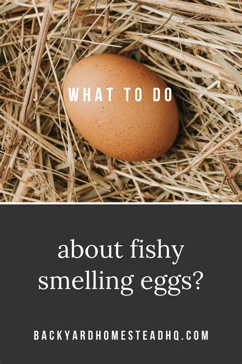 Why Do Some Eggs Smell Like Fish At Rebecca Hart Blog