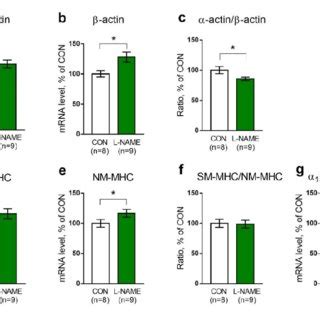 Relative mRNA levels of α actin a β actin b α actin β actin ratio
