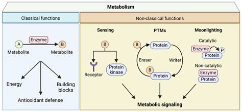 Metabolic Signaling In Cancer Metastasis Pmc