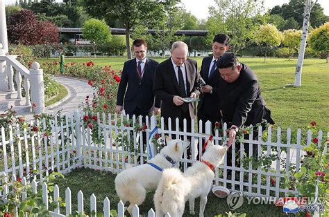 Песков Путин пока не дал клички собакам которых ему подарил Ким Чен Ын