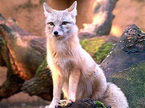 Lolo Animaux Photos Animaux Sauvages