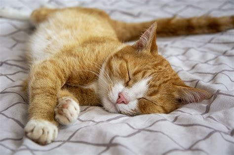 Más De 10 000 Imágenes Gratis De Gatitos Durmiendo Y Gato Durmiendo Pixabay