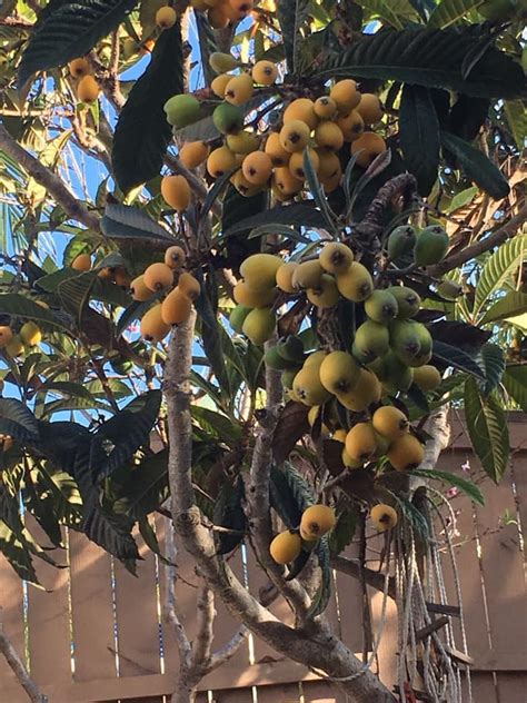 Loquat Jam Recipe Using Fresh Loquats Hildas Kitchen Blog