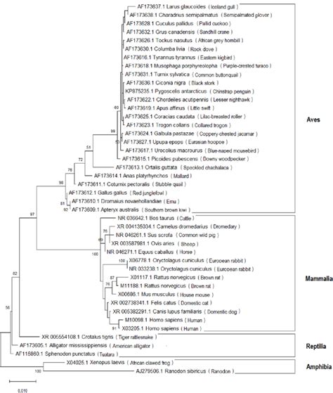 Tetrapod 18s Rrna Phylogenetic Analysis By The Maximum Likelihood