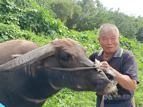 雲林虎尾最後1頭水牛退役 老農親送到安養中心 地方 中央社 Cna