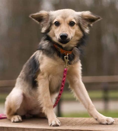 Are Mixed Breed Dogs Bad For Allergies