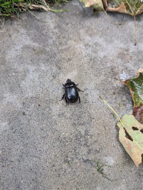 Who Is This Extra Beefy Boi Rwhatsthisbug