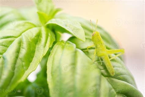Beautiful Small Green Grasshopper Close Up Resting On Basil Leaves