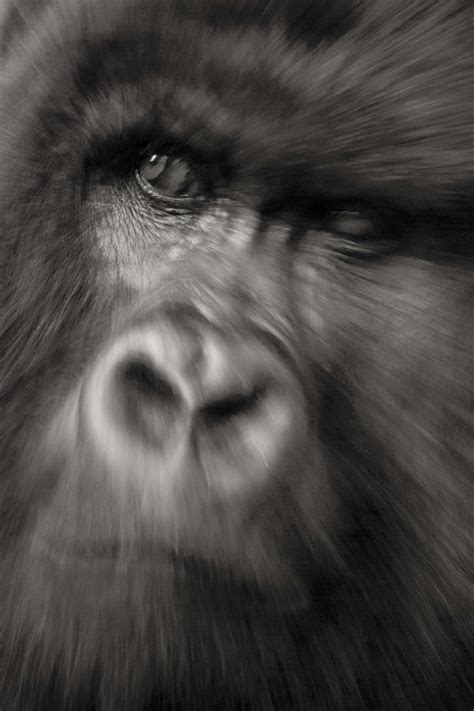 Silverback Gorille De Montagne Gorille Orang Outan