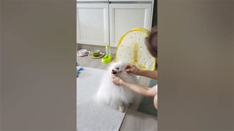 강아지 약 우아하게 먹여볼까요 Youtube