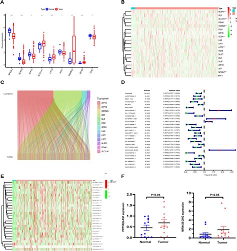 Identification Of Cuproptosis Related LncRNAs In BC A Differential