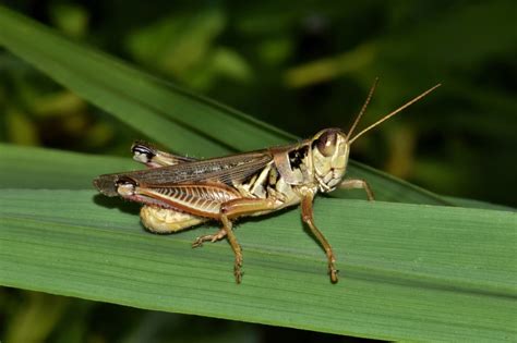 2560x1440 Wallpaper Brown Grasshopper Peakpx