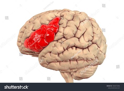 Human Brain Highlighted Inferior Frontal Gyrus Stock Illustration 1846972006 Shutterstock