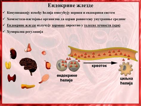 32 Endokrine Zlezde Humoralna Regulacija