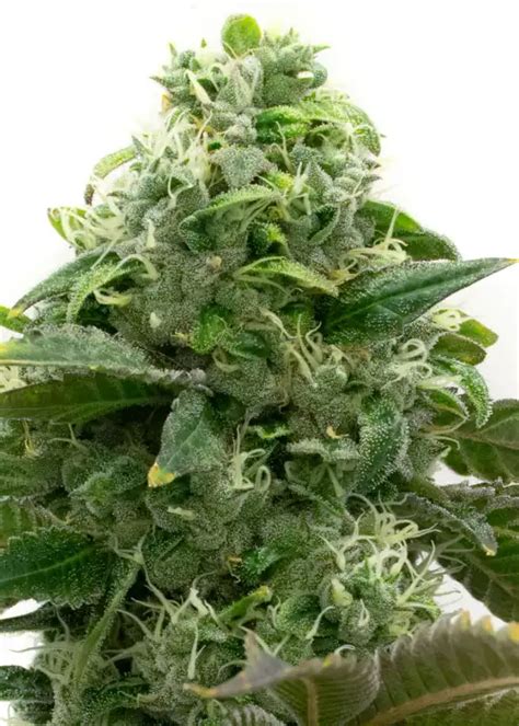 Chocolope Cannabis Strain Information Growdiaries