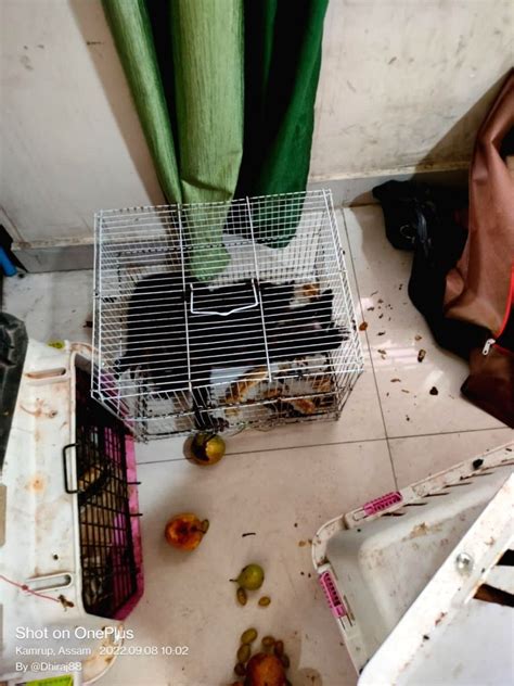 40 Exotic Animals Seized In Assam 2 Held