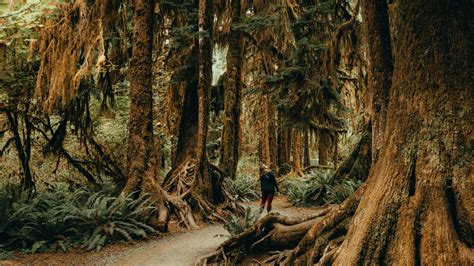 What To Wear To Hoh Rainforest At John Snider Blog