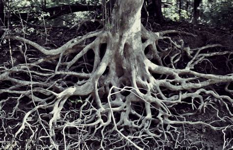 Download Free Photo Of Treerootstangledbackgroundtrace From