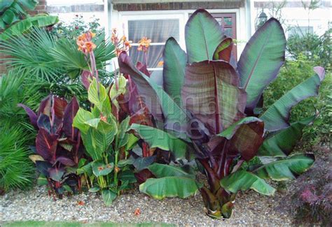 Ensete Ventricosum Maurelli Palma Verde Exoten V O F