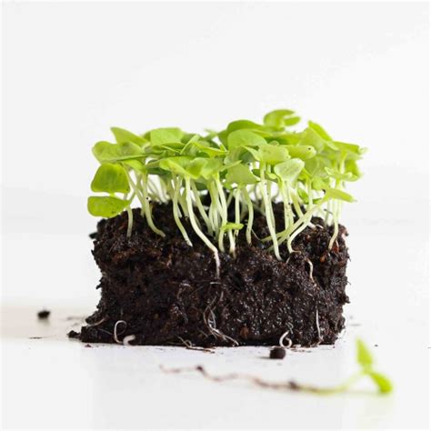 Basil Microgreens Seeds Italian ︎ Mp Seeds
