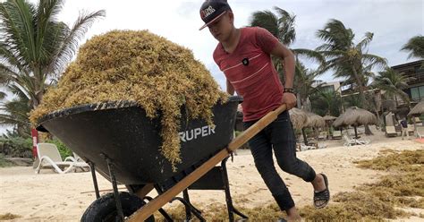 Sargassum Seaweed In Ocean Stretches From Gulf Of Mexico To Africa Vox