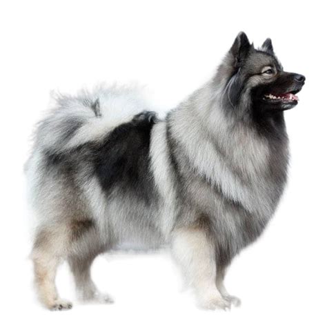 Keeshond Breed Information And Insights Basepaws