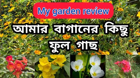 আমার বাগানের কিছু ফুল গাছ My Garden Review অসাধারণ কিছু ফুল Youtube