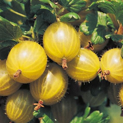 Gooseberry Growing Guide Suttons Gardening Grow How