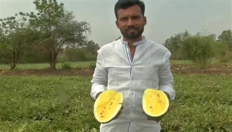 বিঘের পর বিঘে জন্মাচ্ছে হলুদ তরমুজ লাভ লক্ষ লক্ষ টাকা I This Karnataka