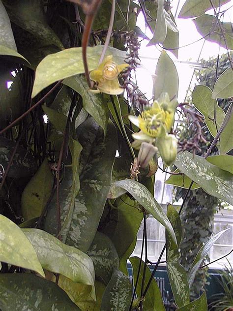 Bat Leaf Passion Flower Passiflora Coriacea