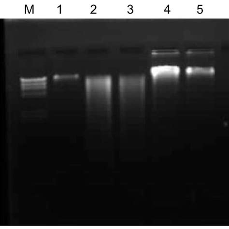 restriction endonuclease digestion pattern of genomic dna of a