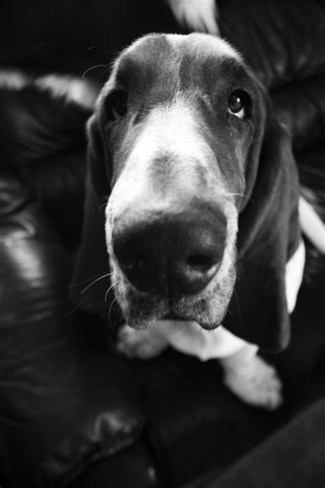 Love Basset Hounds Photo