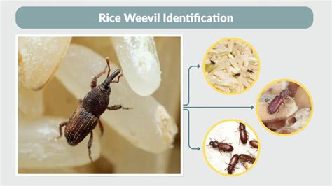 Rice Weevil Life Cycle Damage And How To Get Rid Of Them