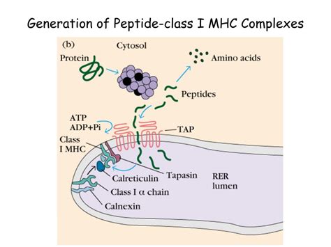 Ppt Mhc I Ii Ag Presentation Kuby Immunology 5 Th Edition Chapters 7 And 8 Powerpoint