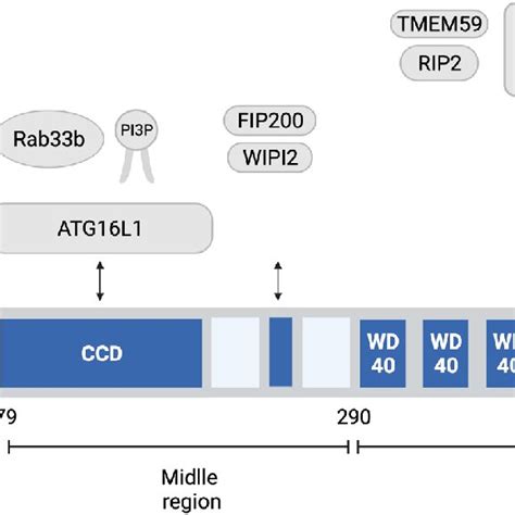 Molecular Machinery Of Canonical Autophagy And Noncanonical Autophagy