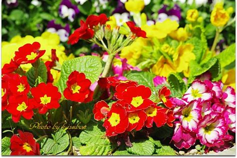 Flower Part
