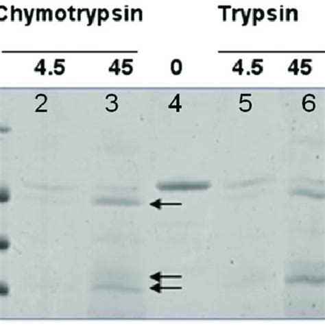 Elution Profile Using A Superdex 200 10300 Gl Size Exclusion Column Of