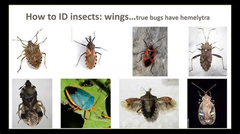 House Beetles Identification