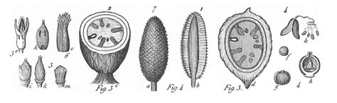Sago Palm Sago Tree 다양한 우디 모노코트의 서식지 그룹화 및 생식 부분 특히 야자수와 사이케이드 조각 골동품