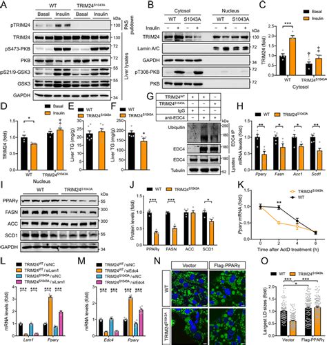 Hepatic Lipid Metabolism Of The Trim24s1043a Mice A Phosphorylation Of