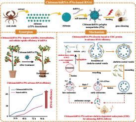 Dsrna Rna International Journal Of Biological Macromolecules