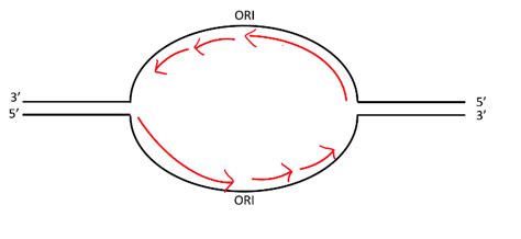 Solved Observe The Diagram Of A Replication Bubble From A
