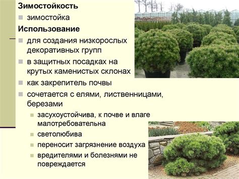 Семейство Сосновые - презентация онлайн