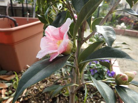 大阪より寒いと思うけれど？？・・。花の咲くのが早くて侘助も咲き始めました。冬のバラも元気です。2月は強剪定してしまいますが・・。 屋根裏