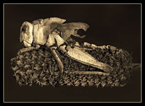 Dead Grasshopper Macro