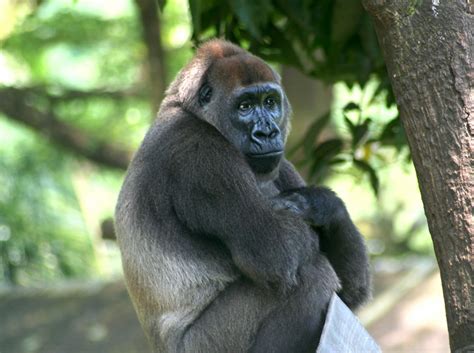 Gorilla Wildlife The Wildlife