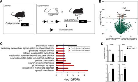 Loss Of Trkb Signaling In Cort Interneurons Causes Gene Expression