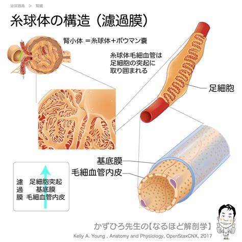 糸球体の構造 （濾過膜） 解剖学 基底膜 医療