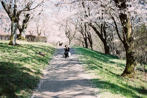 さくらの街こおりやま！春に訪れるべき桜・花見スポット5選！ 日本の観光メディアmatcha