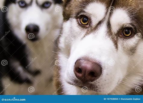 Ritratto Di Un Husky Siberiano Immagine Stock Immagine Di Faccia